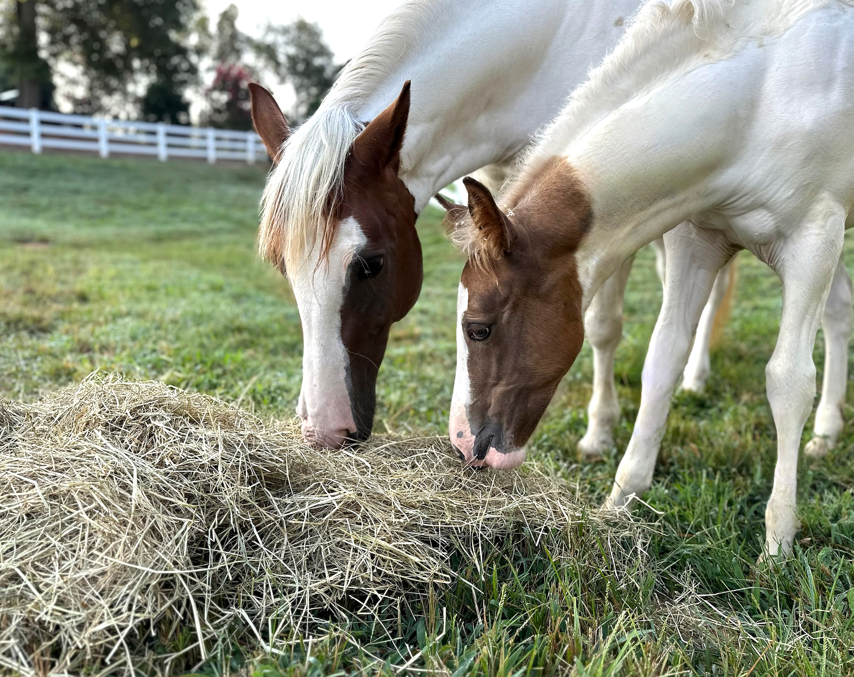Baby Hay – Sweet Grass Farms